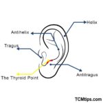 The Acupressure Points For Thyroid That You Need Immediately - TCM Tips