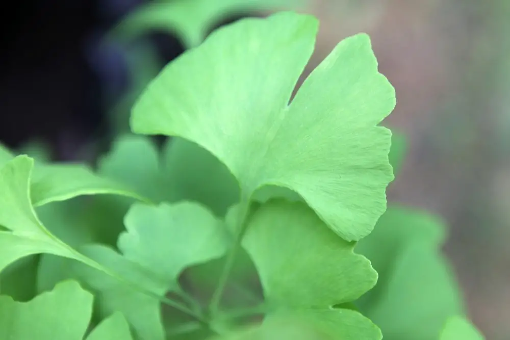 Chinese Herbs For Hair Growth - TCM Tips